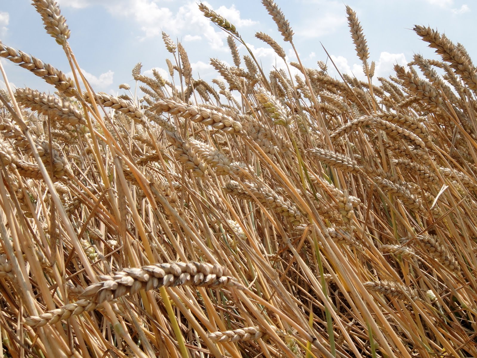 Het is gezien ...: Graan