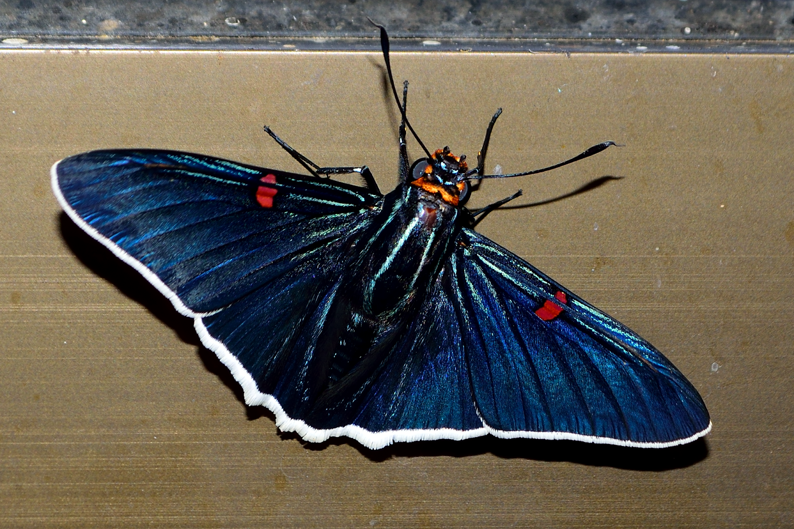 Blue Moth in Puriscal