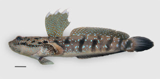 Dunia Mistik: Ikan Belacak Sirip Biru (Mudskipper)