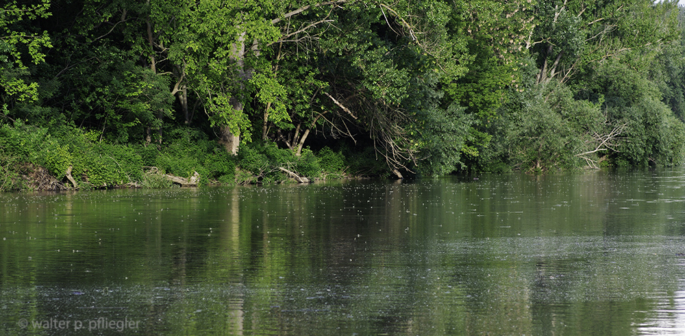 Nature photos from an Amateur Naturalist: Bodrog River, Hungary (Fluß ...