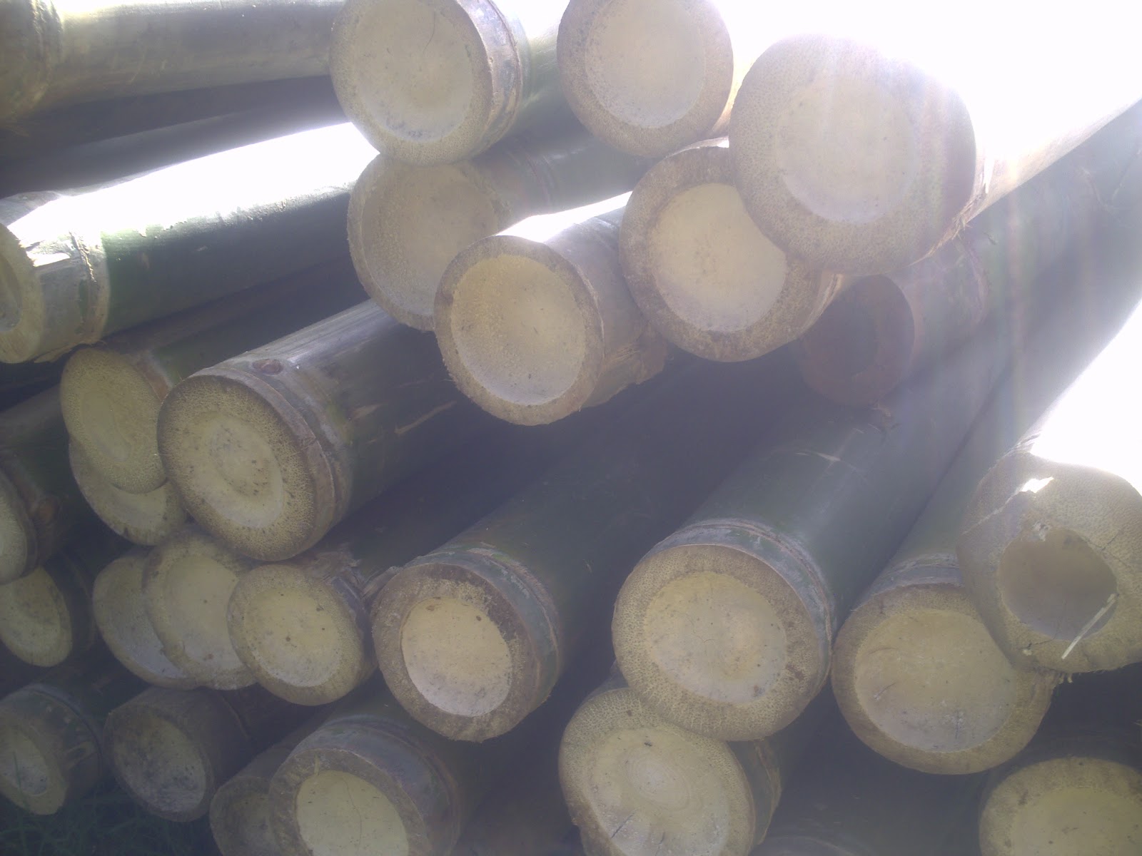 n a n o b a m b u: bambu di Indonesia