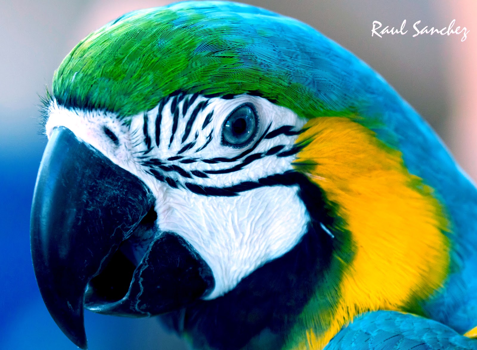 Naturaleza Viva : Papagayo o Loro Psitácidas (Psittacidae)