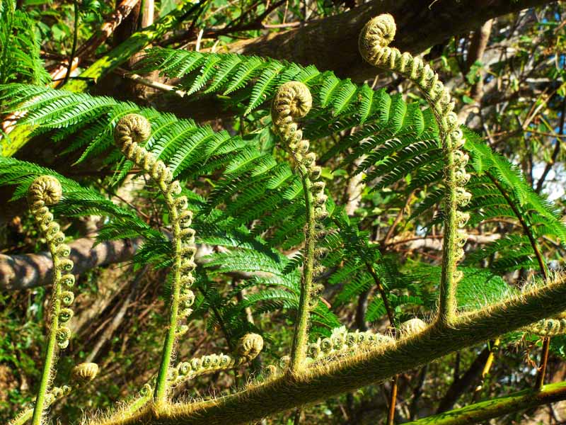 Ryukyu Life: The Flying Spider-monkey Tree Fern (Cyathea lepifera) Photos