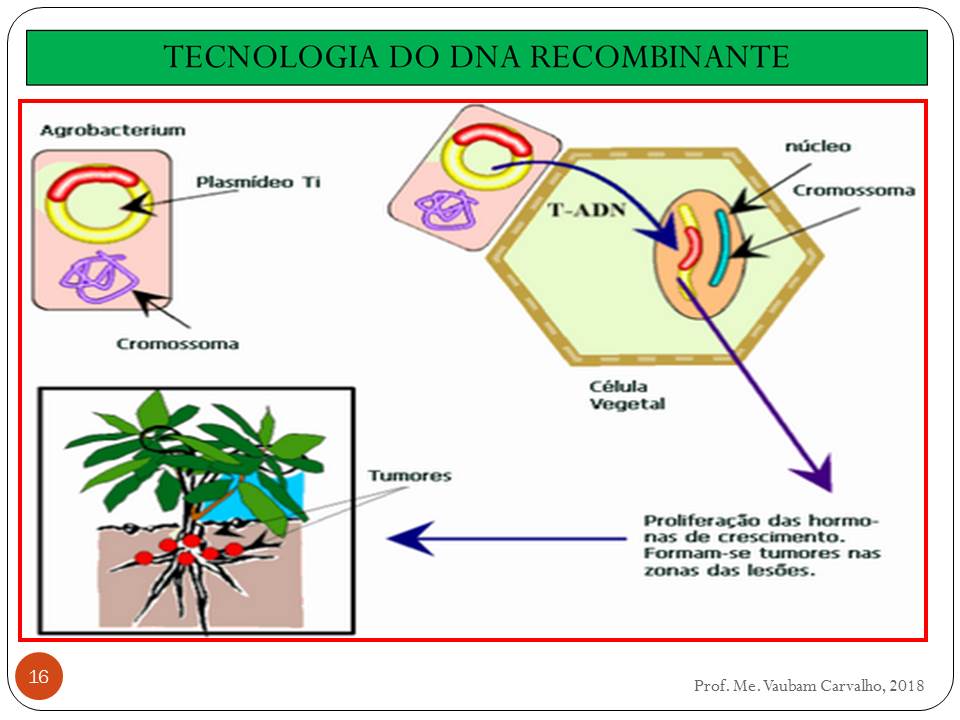 ENSINO GENÉTICA FAMASUL: DNA RECOMBINANTE