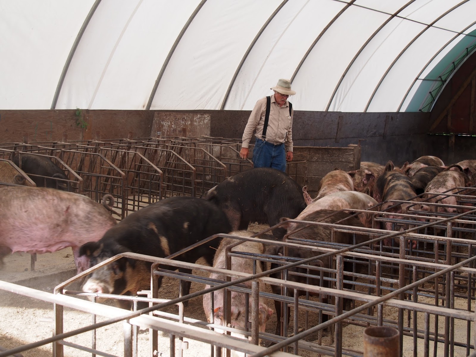 Pastures A Plenty: Brood sows