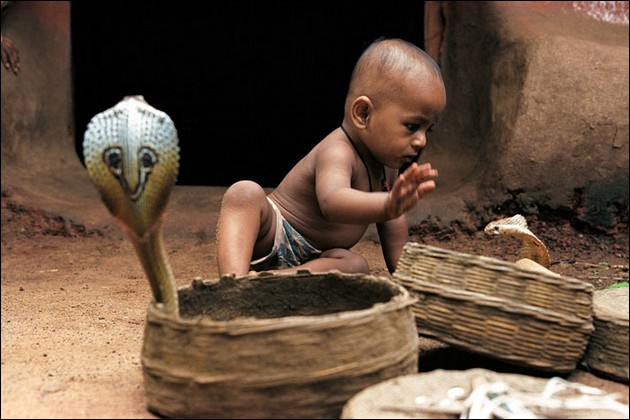 Lodafriq Entertainment : MEET THE SNAKE BABIES OF INDIA