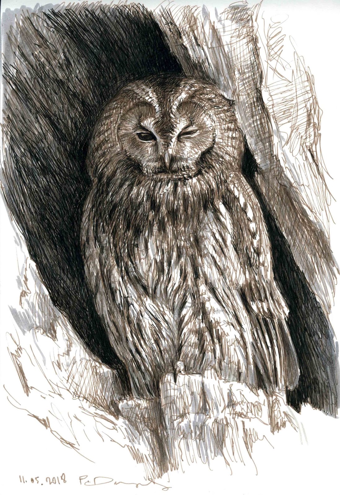 Monochromatic Tawny owl studies