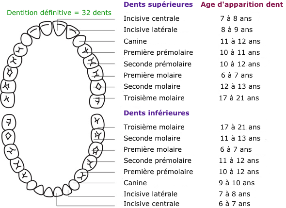 Les petits rois: Dents définitives longues à sortir