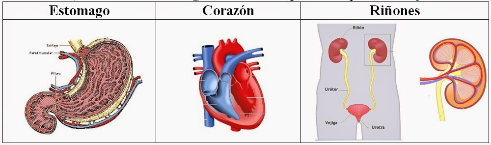 CONSTRUYENDO APRENDEMOS: NIVELES DE ORGANIZACIÓN