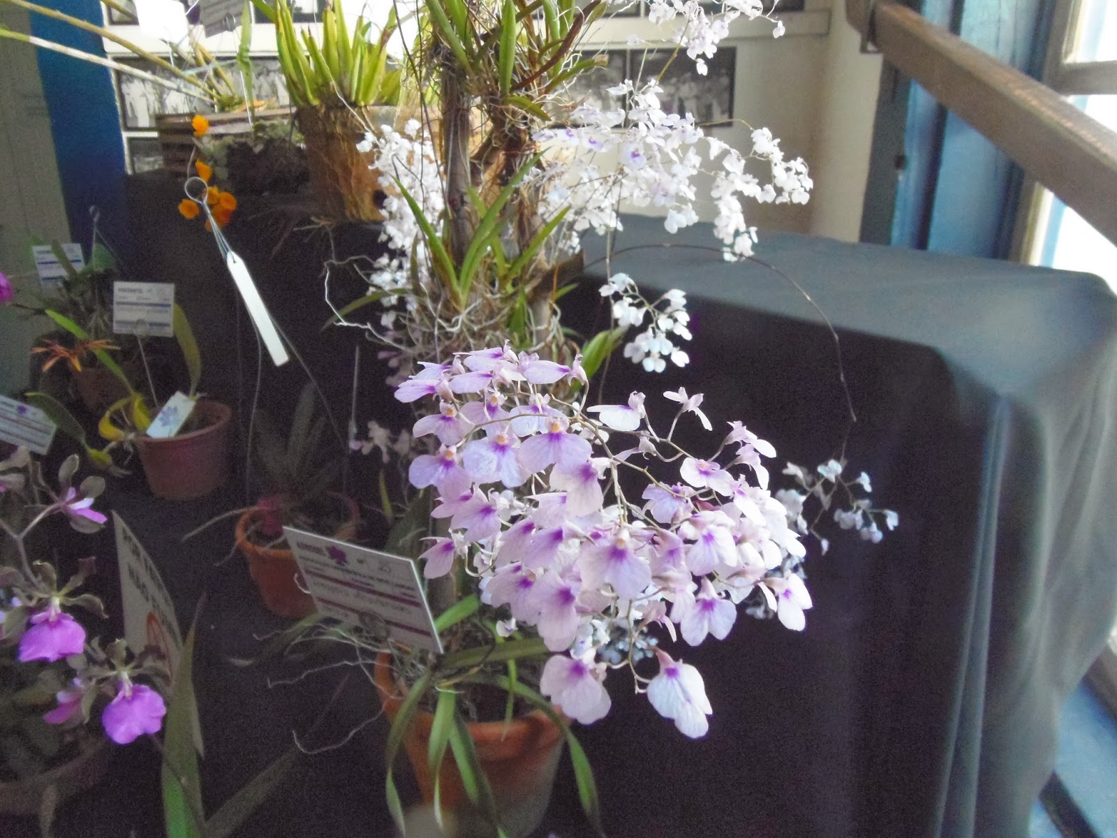 orquideas do mundo: Ionopsis utricularioides