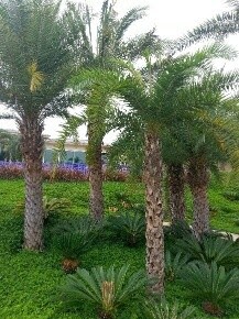 EduPomar: Fruto, Flores, Aromas & Cores: Venda de Palmeira Tamareira Adulta