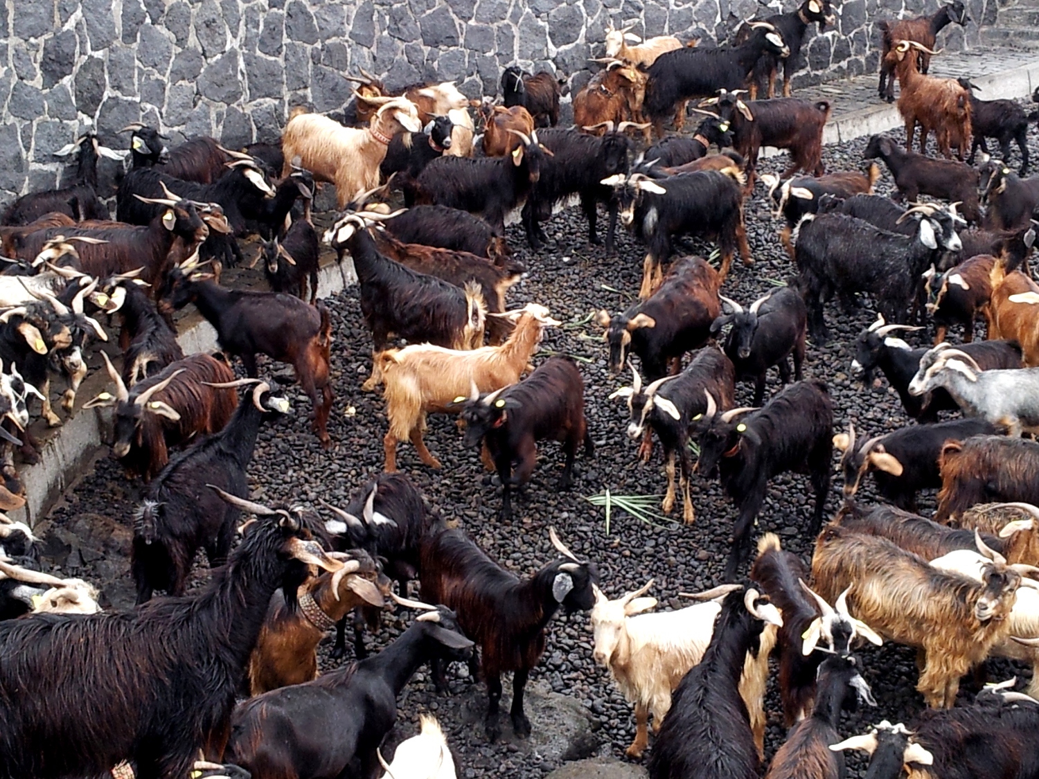 Las cabras se bañan en el muelle ~ Gabinete de Prensa Ayuntamiento ...