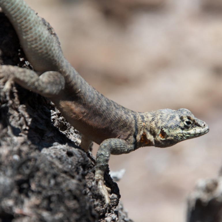 Species New to Science: [Herpetology • 2018] Tropidurus azurduyae • A ...