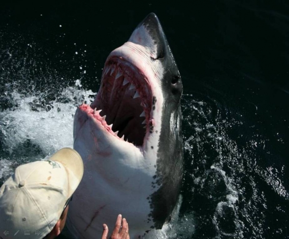 Hiu Putih Besar Sebagai Teman | INDONESIA SHARK LOVERS