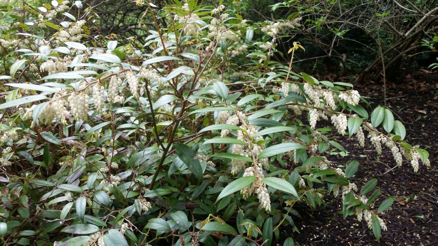 Future Plants by Randy Stewart: Leucothoe