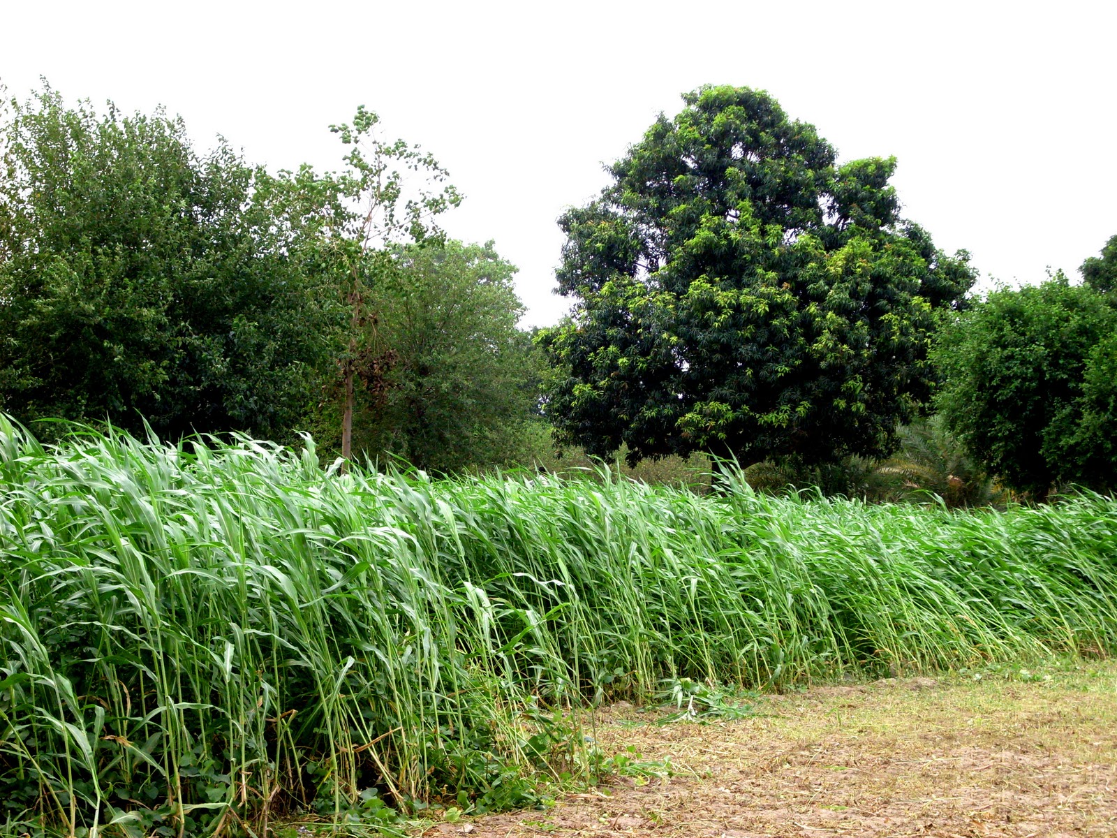 M@G's Blog: Village Greenery