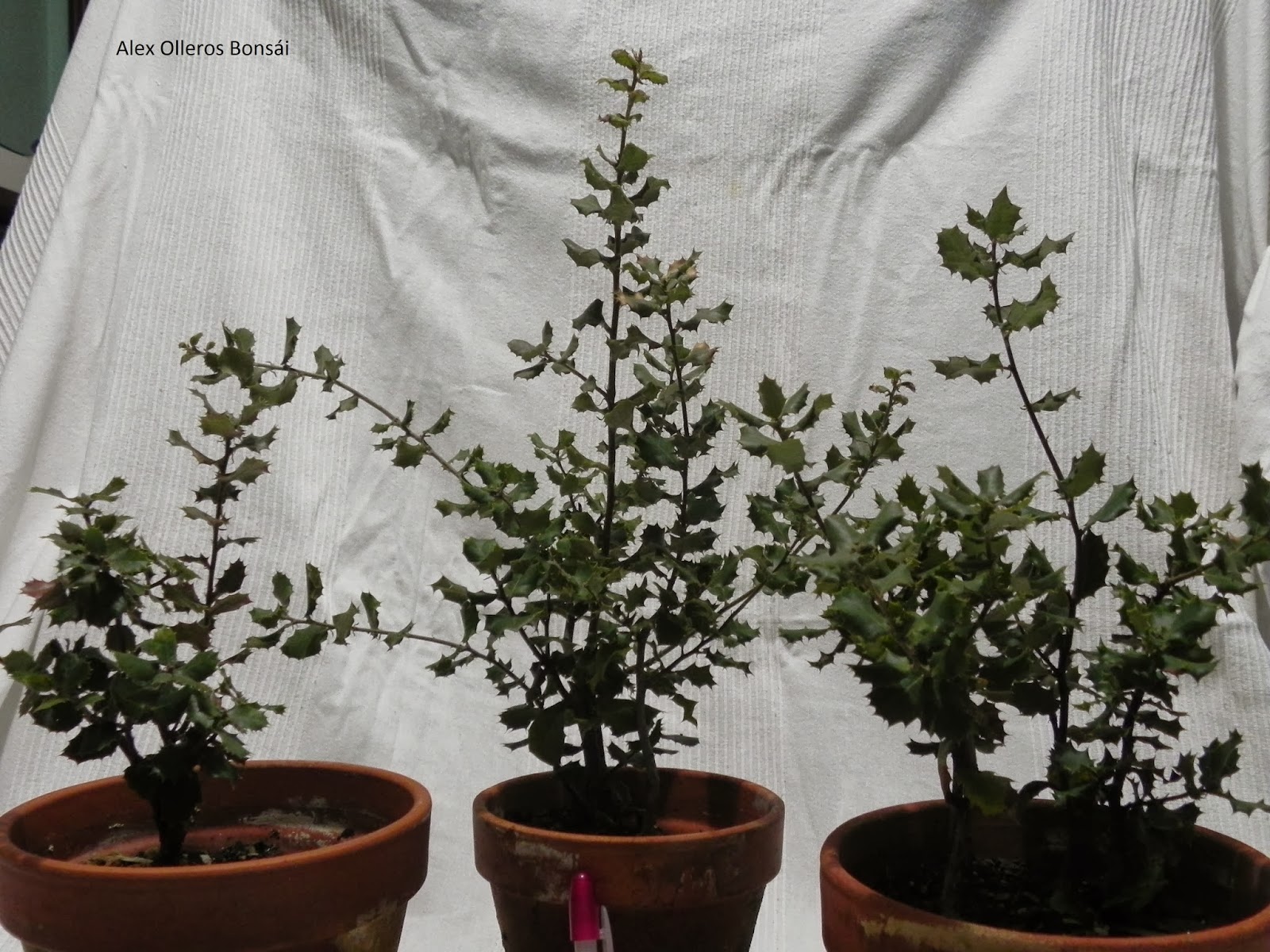 Alex Olleros Bonsái: Bonsái encina: poda
