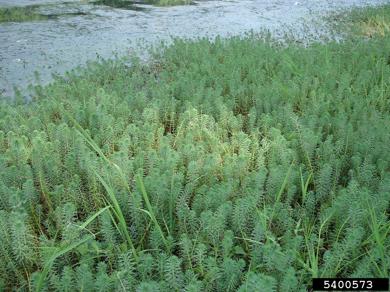 Center for Invasive Species and Ecosystem Health: Montana Adds Three ...