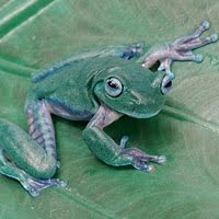 Polyvinyl Craftsmen: Thee Polyvinyl Craftsmen Bornean Blue-Toed Tree ...