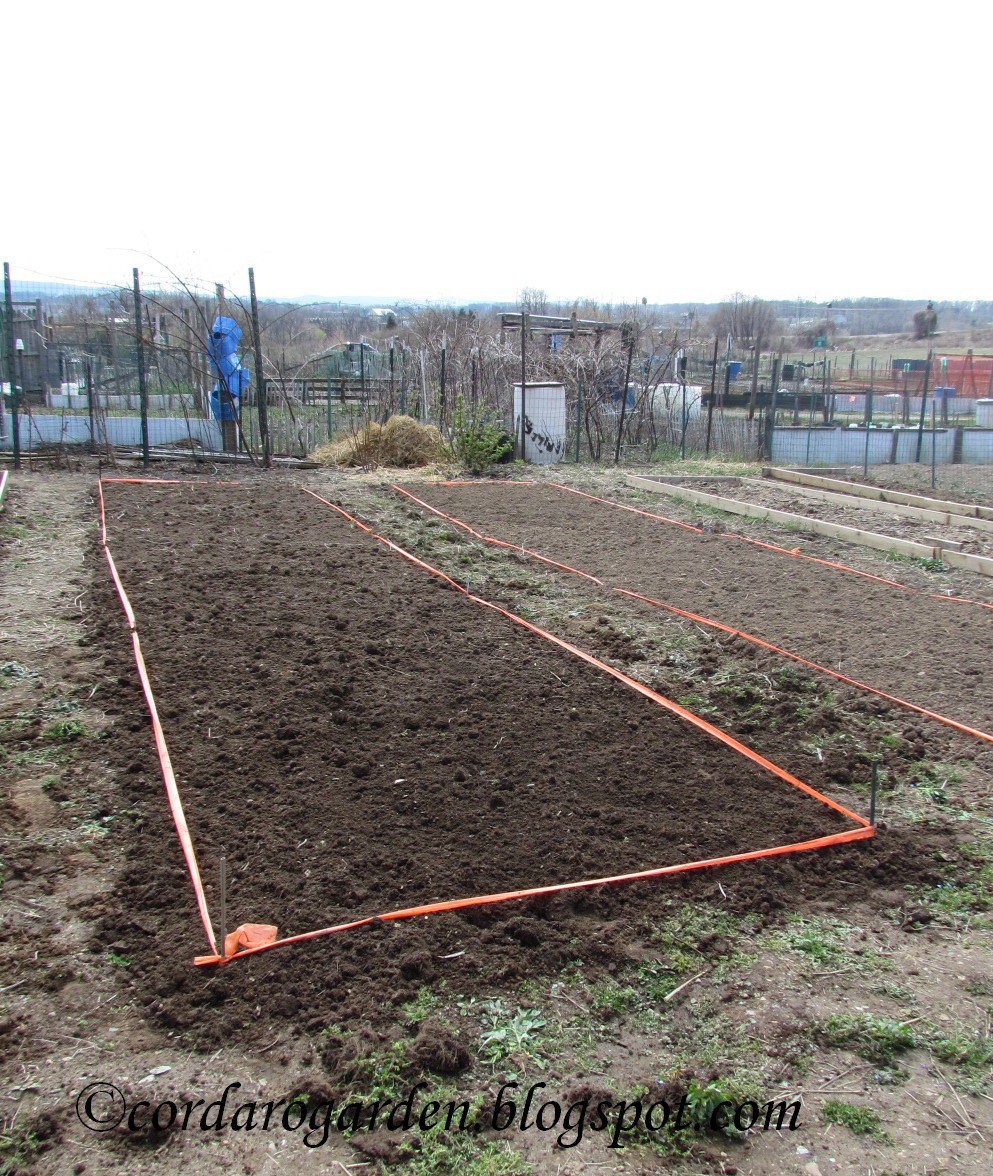 The Gardener of Eden: Almost Finished Digging at the Plots!