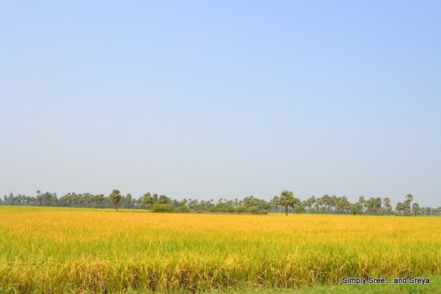 Life in Pictures: Chetikocchina Vari Panta