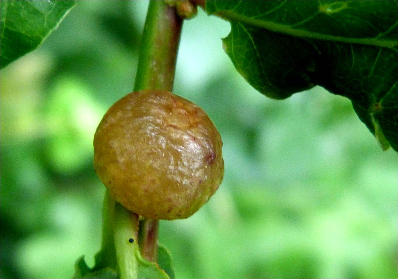 Insects of Scotland: Galls/Leaf-miners