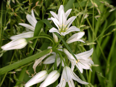 Uruguay's wildlife & Natural sanctuaries - Santuarios naturales & flora ...