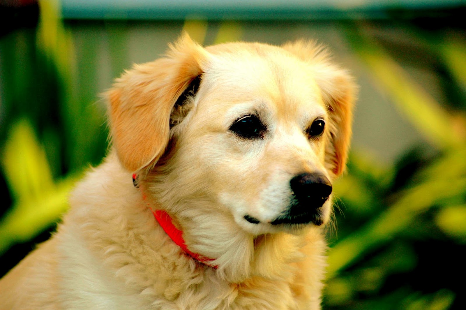 Mormon Wookiee: #79: All Dogs Go to Heaven.