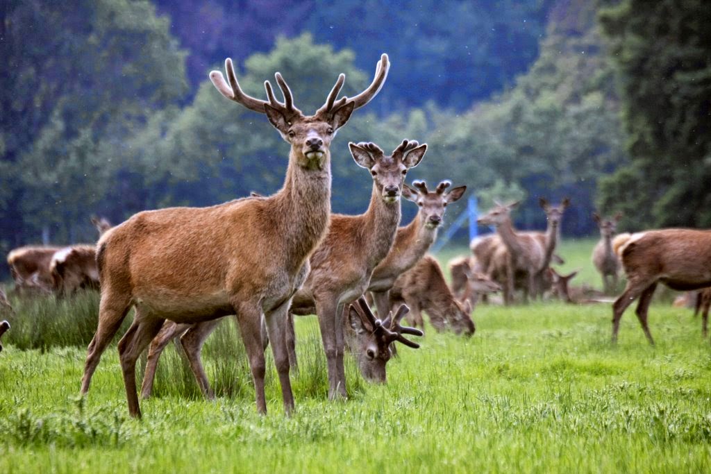 ANIMALS PICTURE: STAG PICTURES GALLERY-5