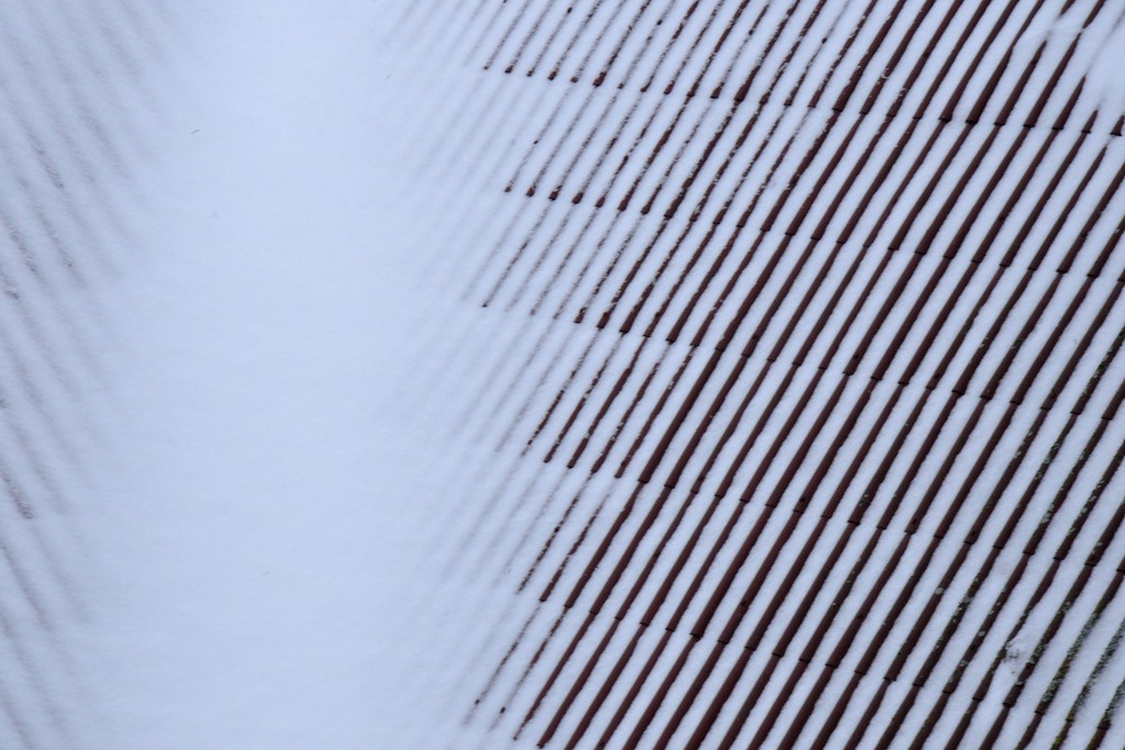 Orca Watcher: Winter Storm Watch