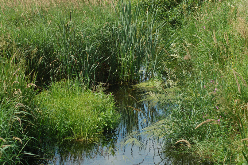 Poetry: Arthur Rimbaud