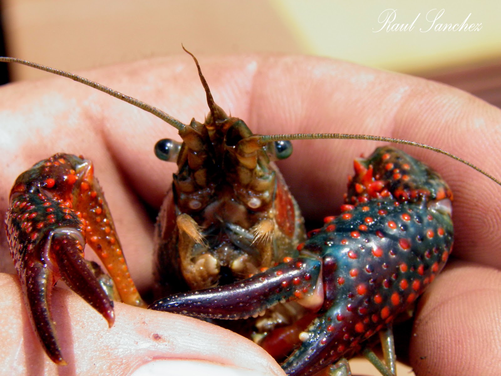 Naturaleza Viva : Cangrejo de río ( crustáceos decápodos )