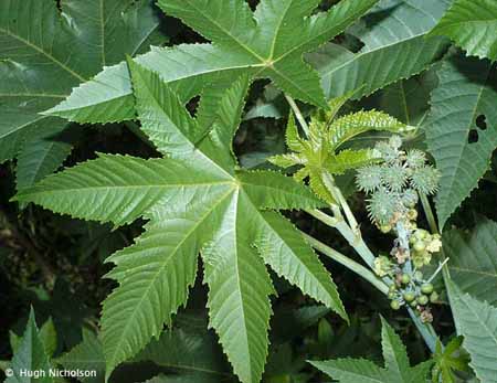 Ricinus communis