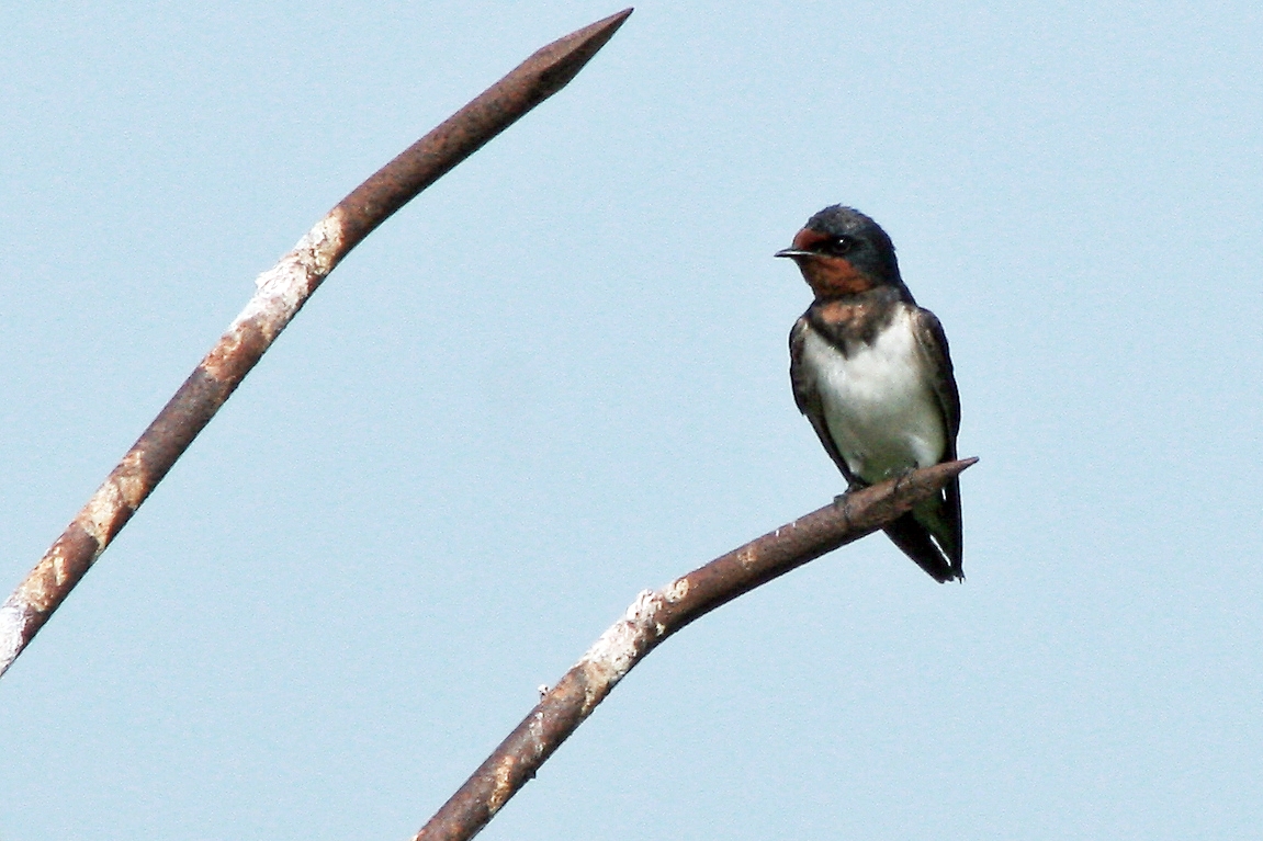 Migrant Birds: Barn Swallow