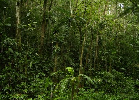 História e Cia.: Floreta Ombrófila densa – 4%