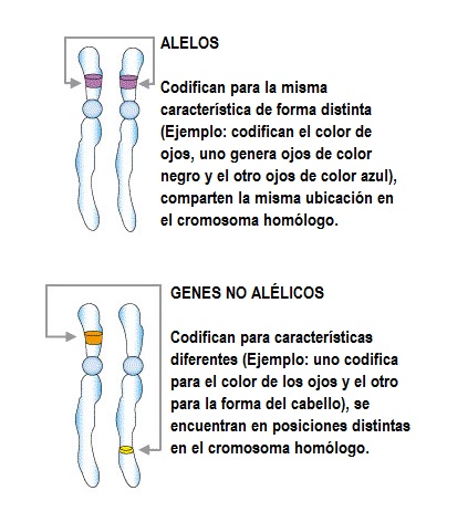 Alelos; Alelomorfos
