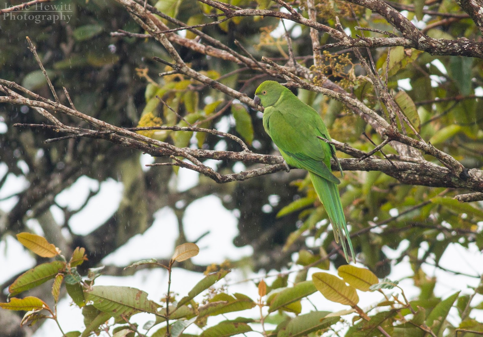 Blog | Josie Hewitt Photography: Mauritius: The Birds