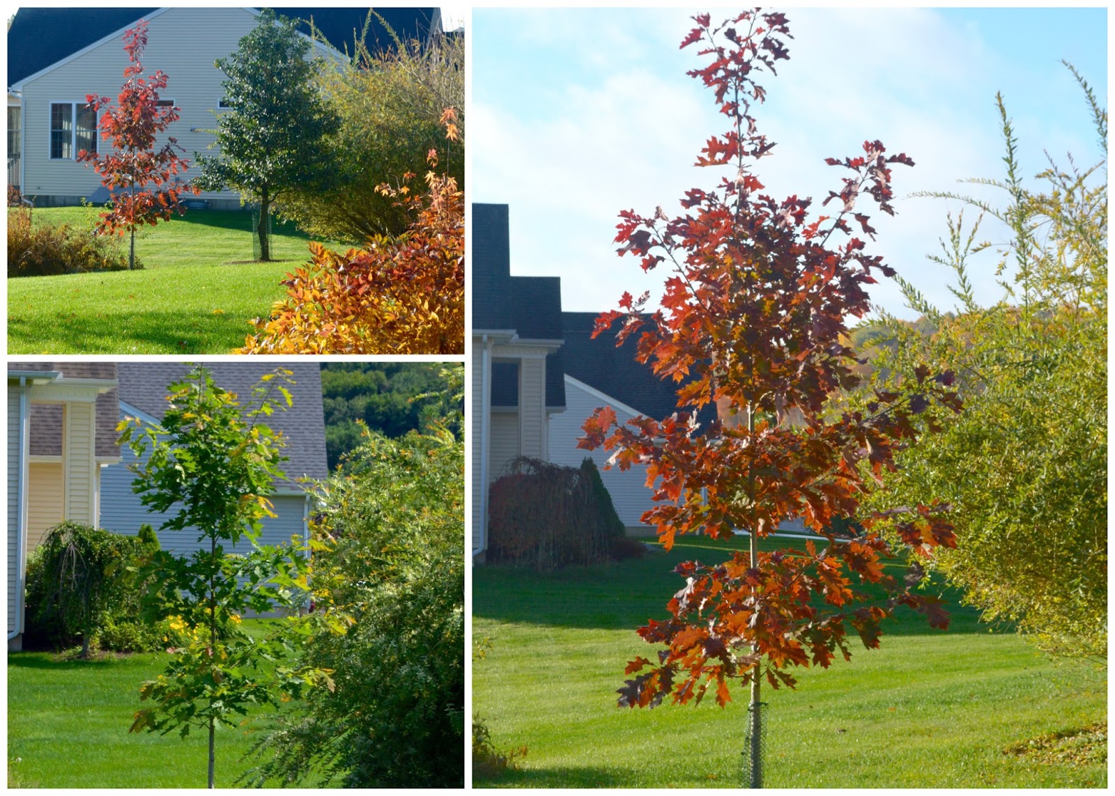 Plant Inventory at 20 Timothy : Quercus rubrum / Red Oak
