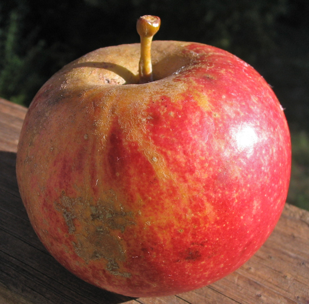 Fiesta ** - Adam's Apples