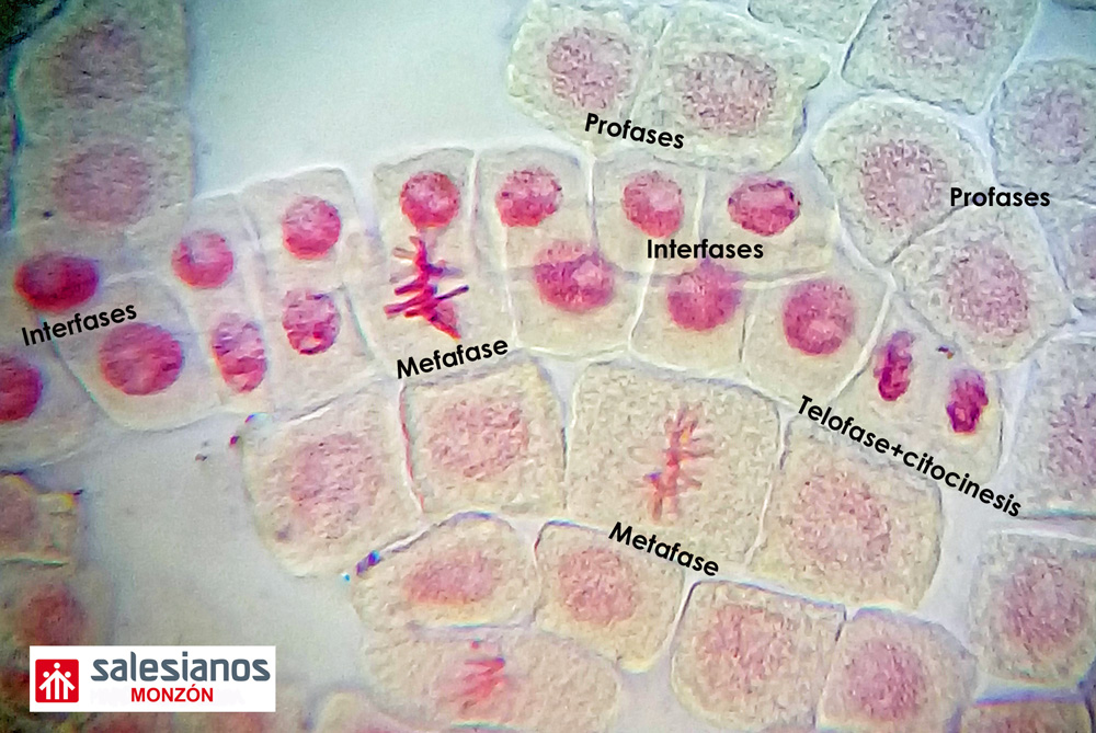 ConCiencia: Observación de Mitosis en células vegetales
