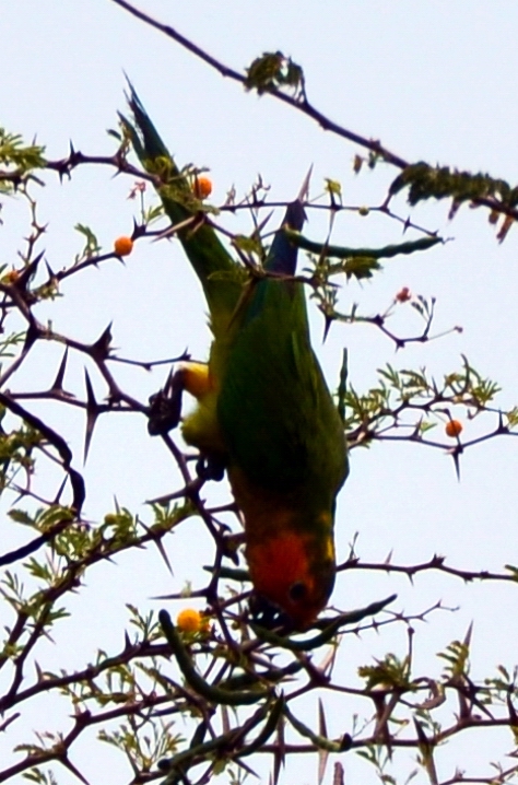 Hiking Curaçao - Flora and Fauna: Prikichi - Brown-throated parakeet ...