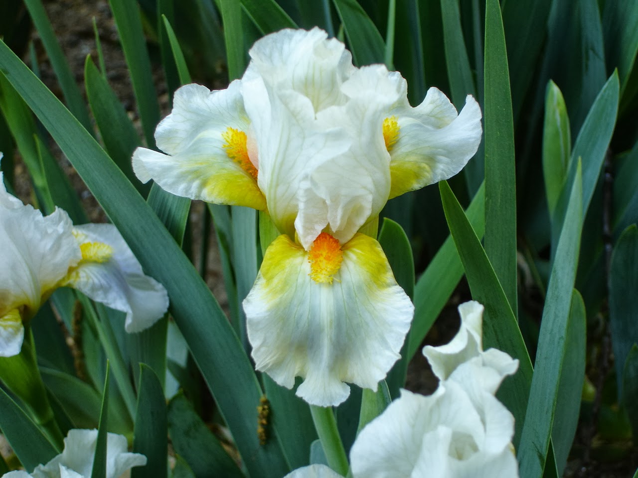 World of Irises: Planning and Luck In The Iris Garden