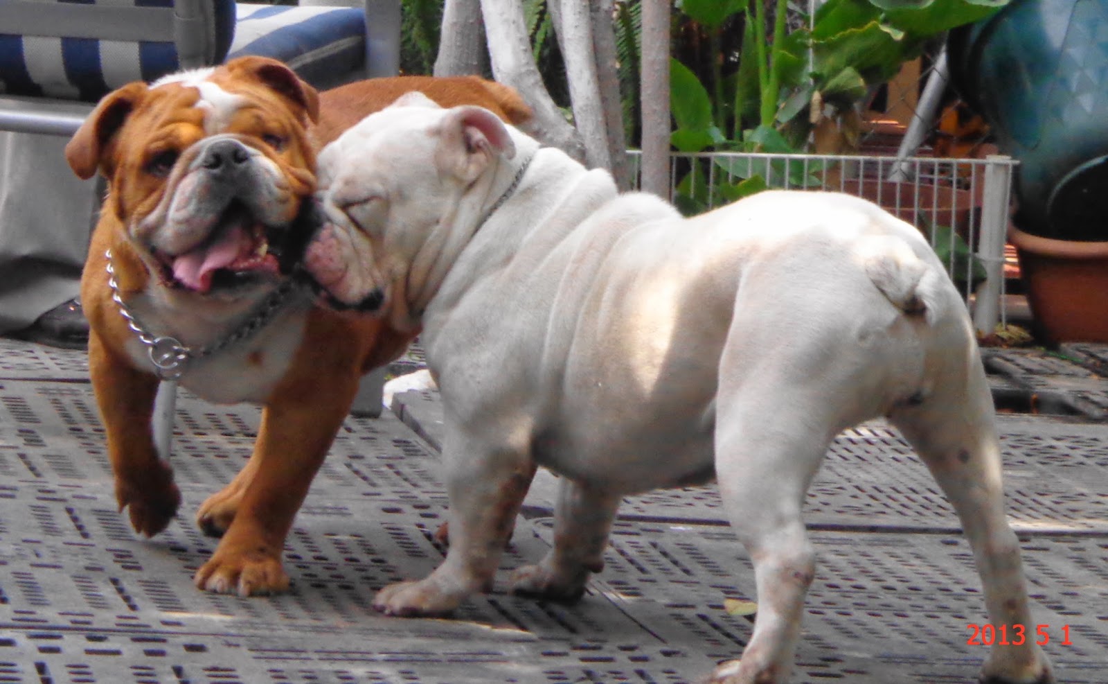 Bulldogs Puebla