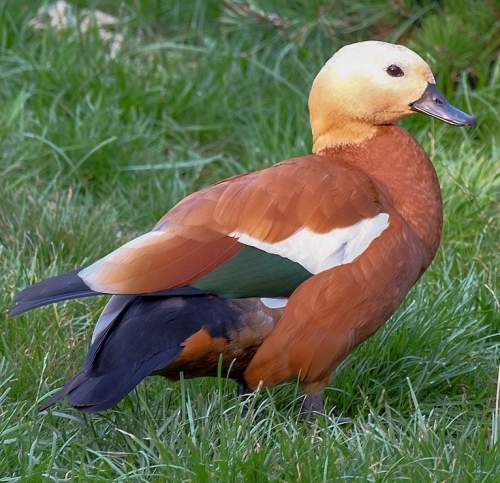 Ruddy shelduck images | Birds of India | Bird World