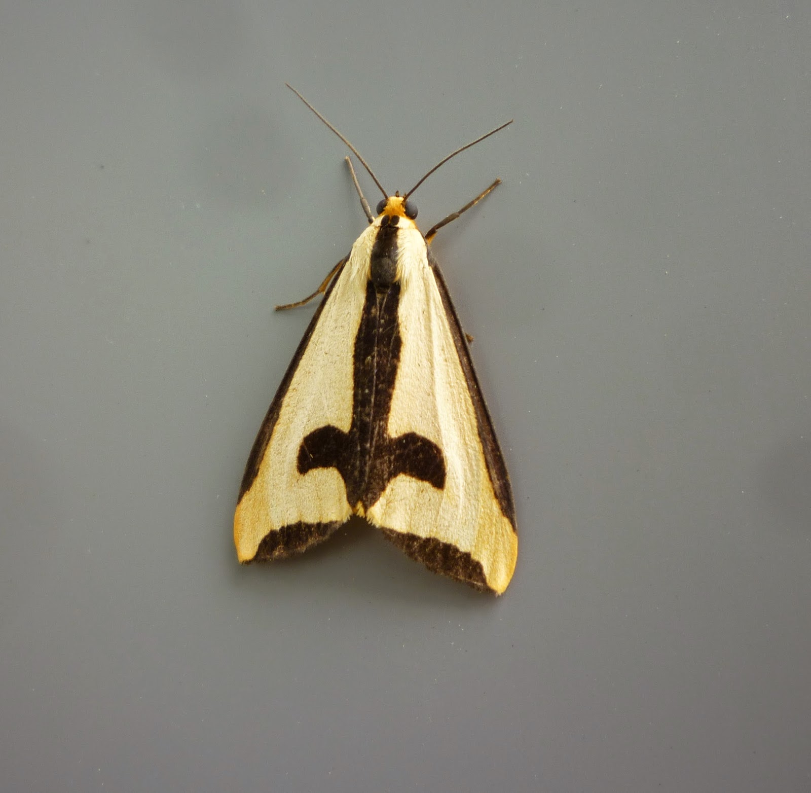 From Bluebirds to Turtles: MID-JULY "MOTH HUNTING" WITH THE GRANDSONS ...