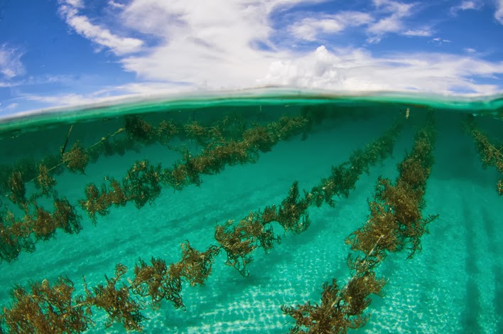 EKOGEO: RUMPUT LAUT : TUMBUHAN GANGGANG DI LAUT DANGKAL