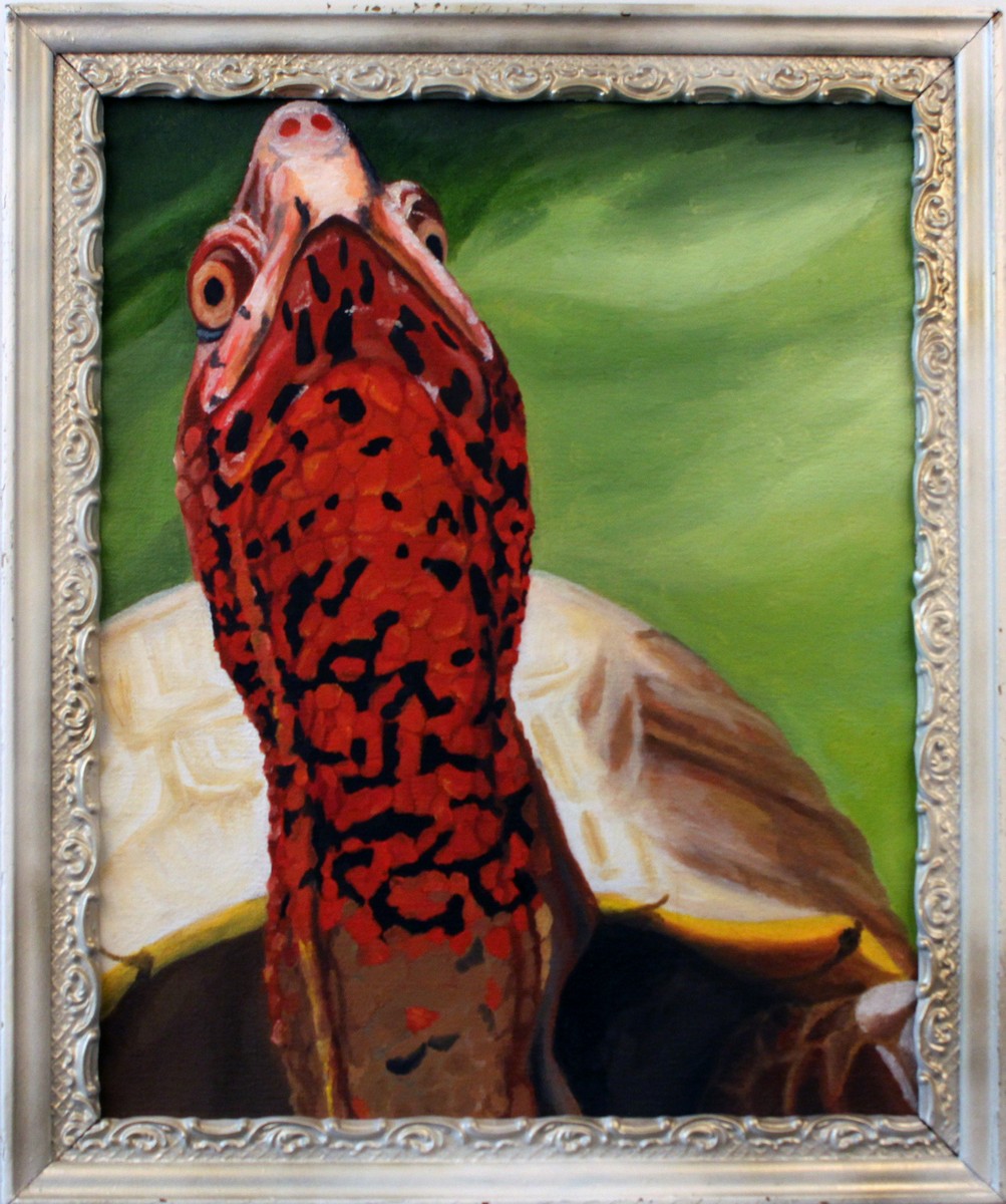 World Bird Sanctuary: Turtles and Livvy Jones