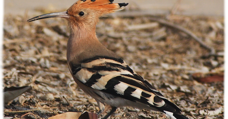 BURUNG HUD-HUD : Mengapa Ia Disebut Dalam Al-Qur"an - Belia Bangkit
