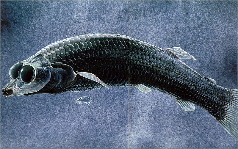 brownsnout spookfish | [組圖+影片] 的最新詳盡資料** (必看!!) - www.go2tutor.com