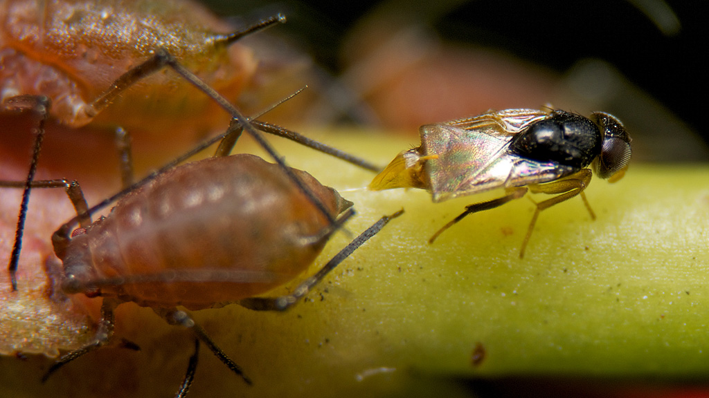 ムシをデザインしたのはダレ？: ツヤコバチ科 ( Aphelinus sp. ) 産卵